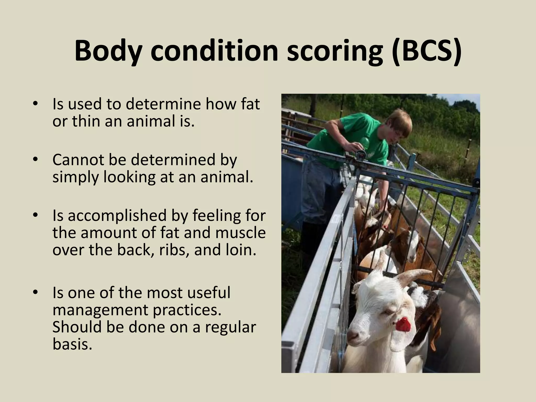 The Five Point Check® | PPTX