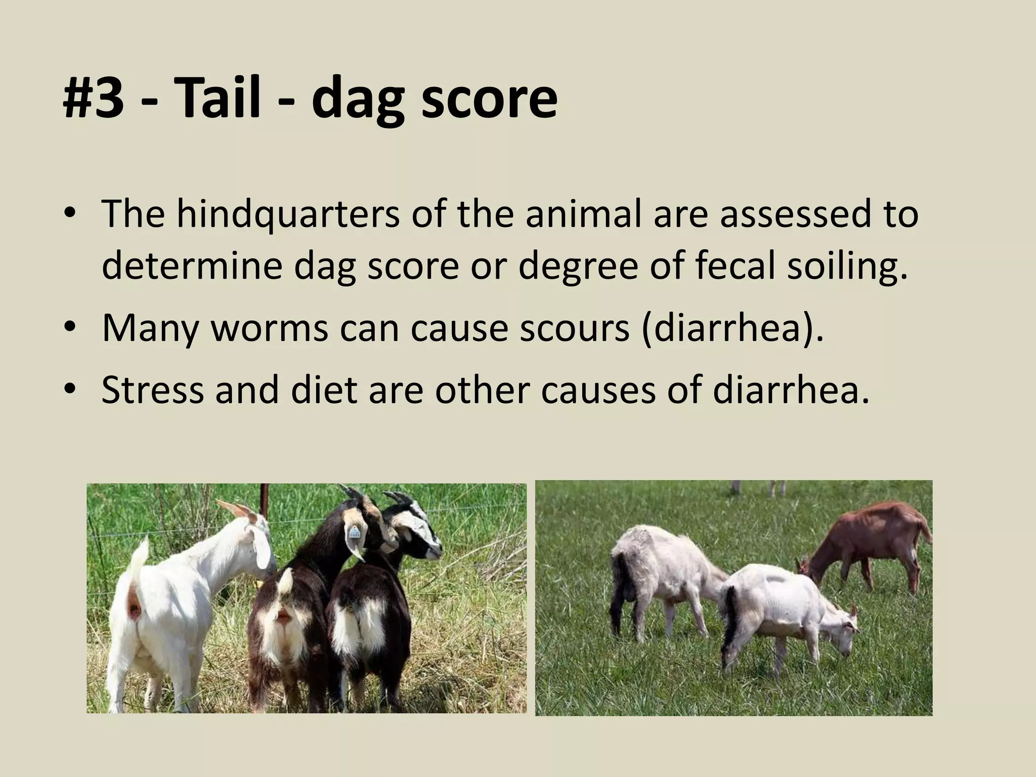 The Five Point Check® | PPTX