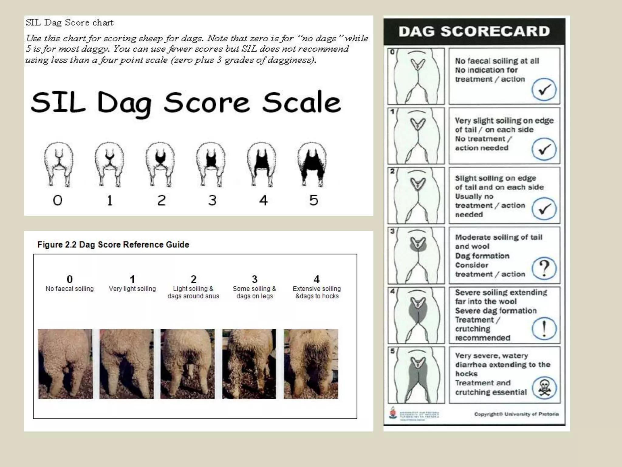 The Five Point Check® | PPTX