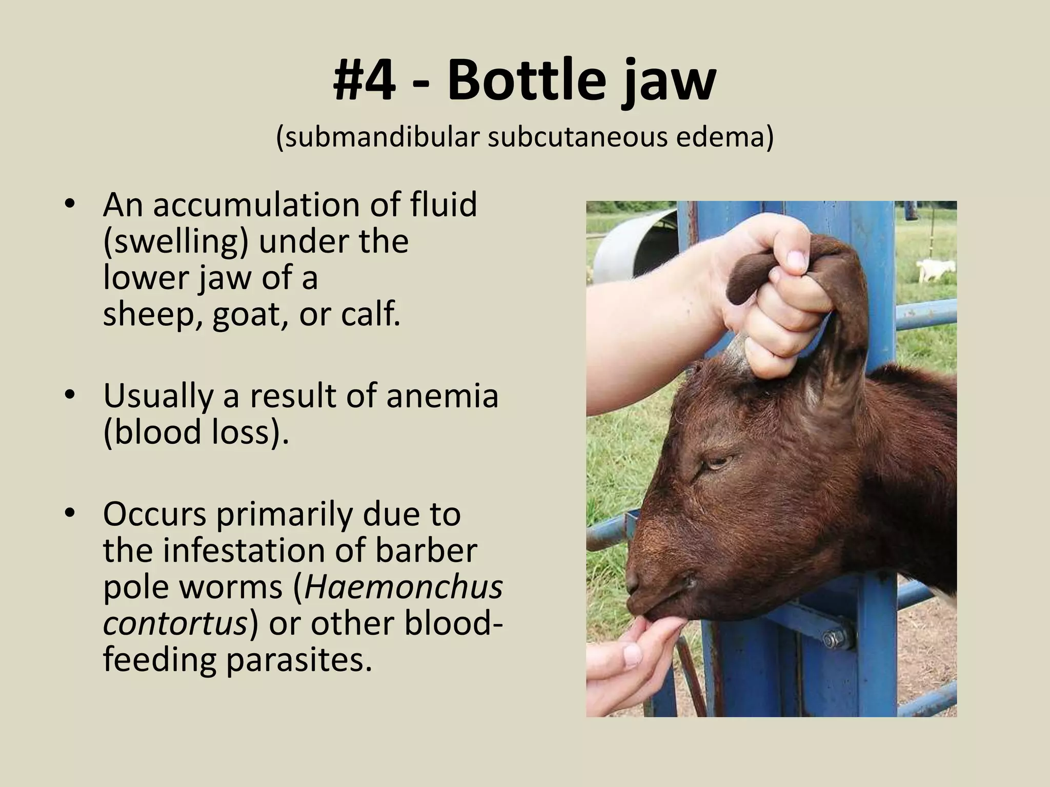 The Five Point Check® | PPTX