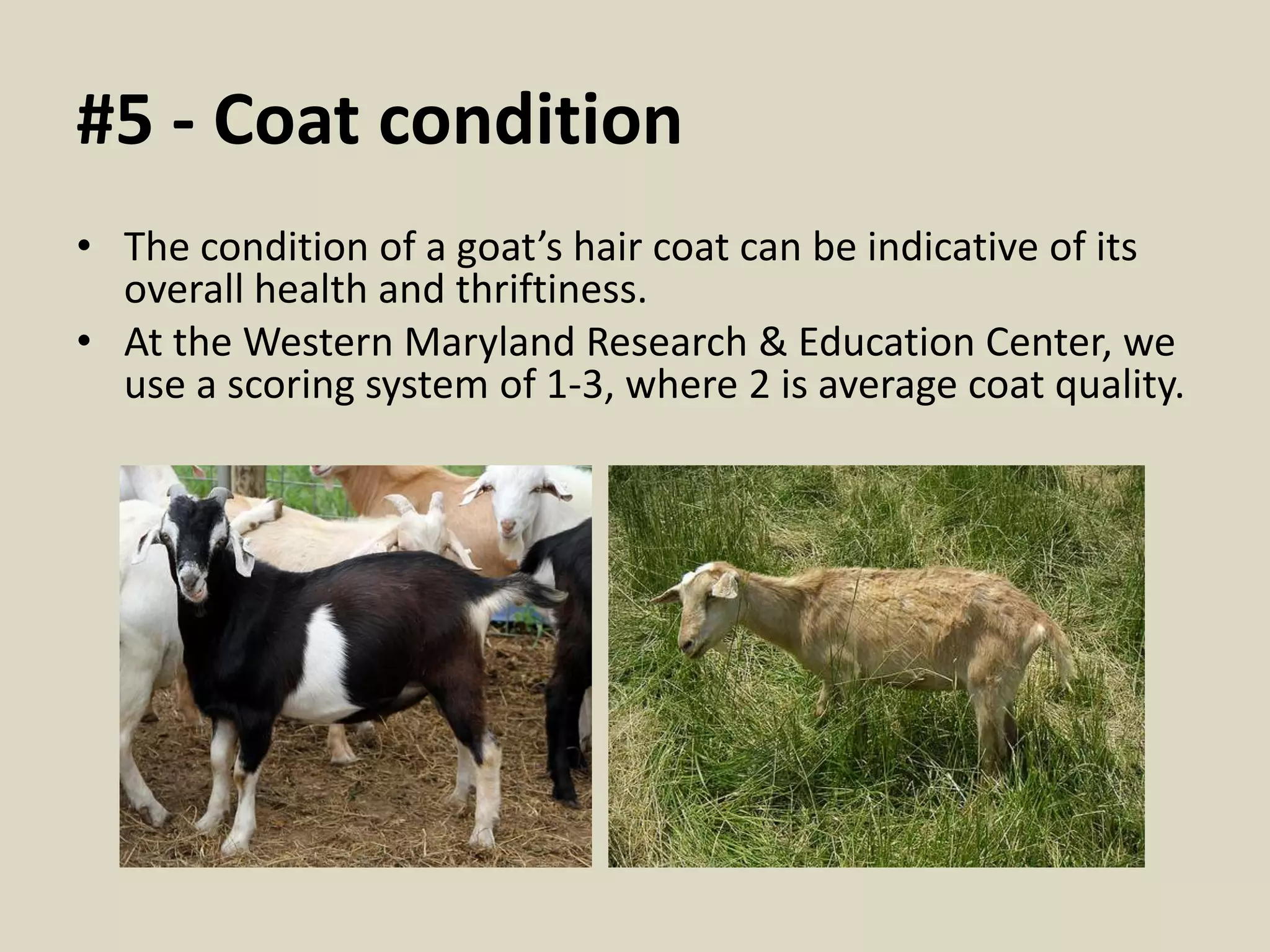 The Five Point Check® | PPTX