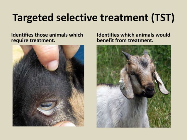 The Five Point Check® | PPTX | Infectious Diseases | Diseases and ...
