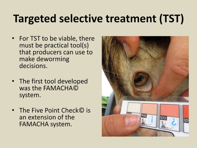 The Five Point Check® | PPTX | Infectious Diseases | Diseases and ...
