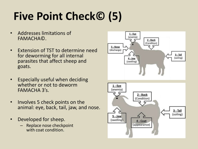 The Five Point Check® | PPT