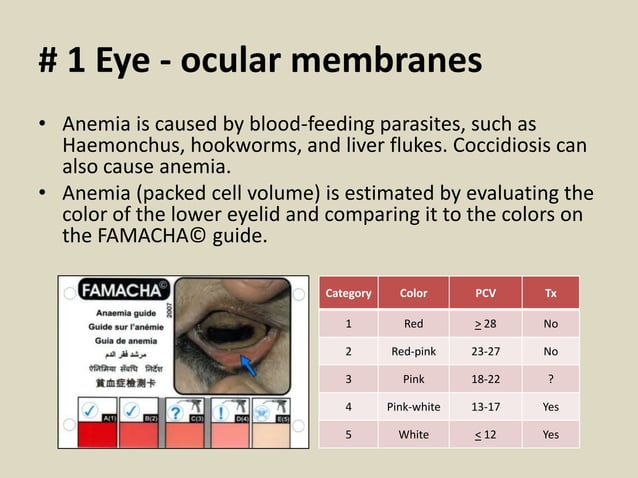 The Five Point Check® | PPTX | Infectious Diseases | Diseases and ...