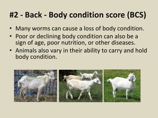 The Five Point Check® | PPTX