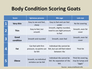 The Five Point Check® | PPTX