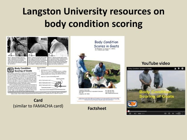 The Five Point Check® | PPTX | Infectious Diseases | Diseases and ...