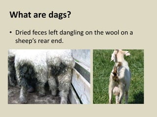 The Five Point Check® | PPTX