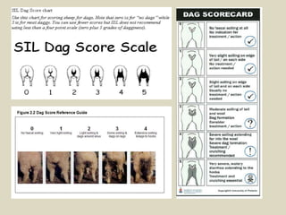 The Five Point Check® | PPTX