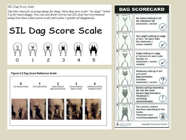 The Five Point Check® | PPTX | Infectious Diseases | Diseases and ...