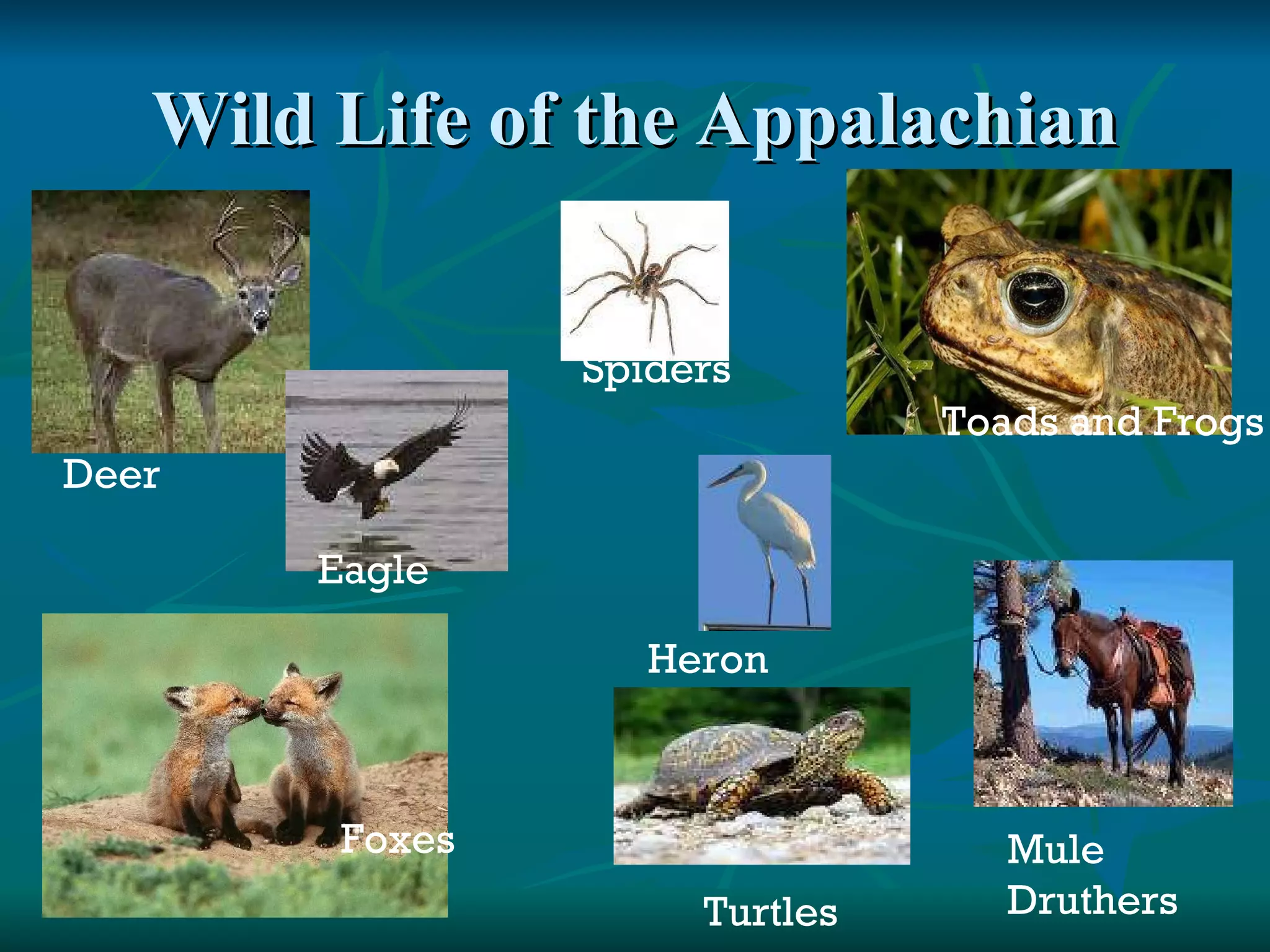 The Five Regions of Georgia | PPT