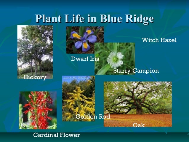 The five regions of georgia