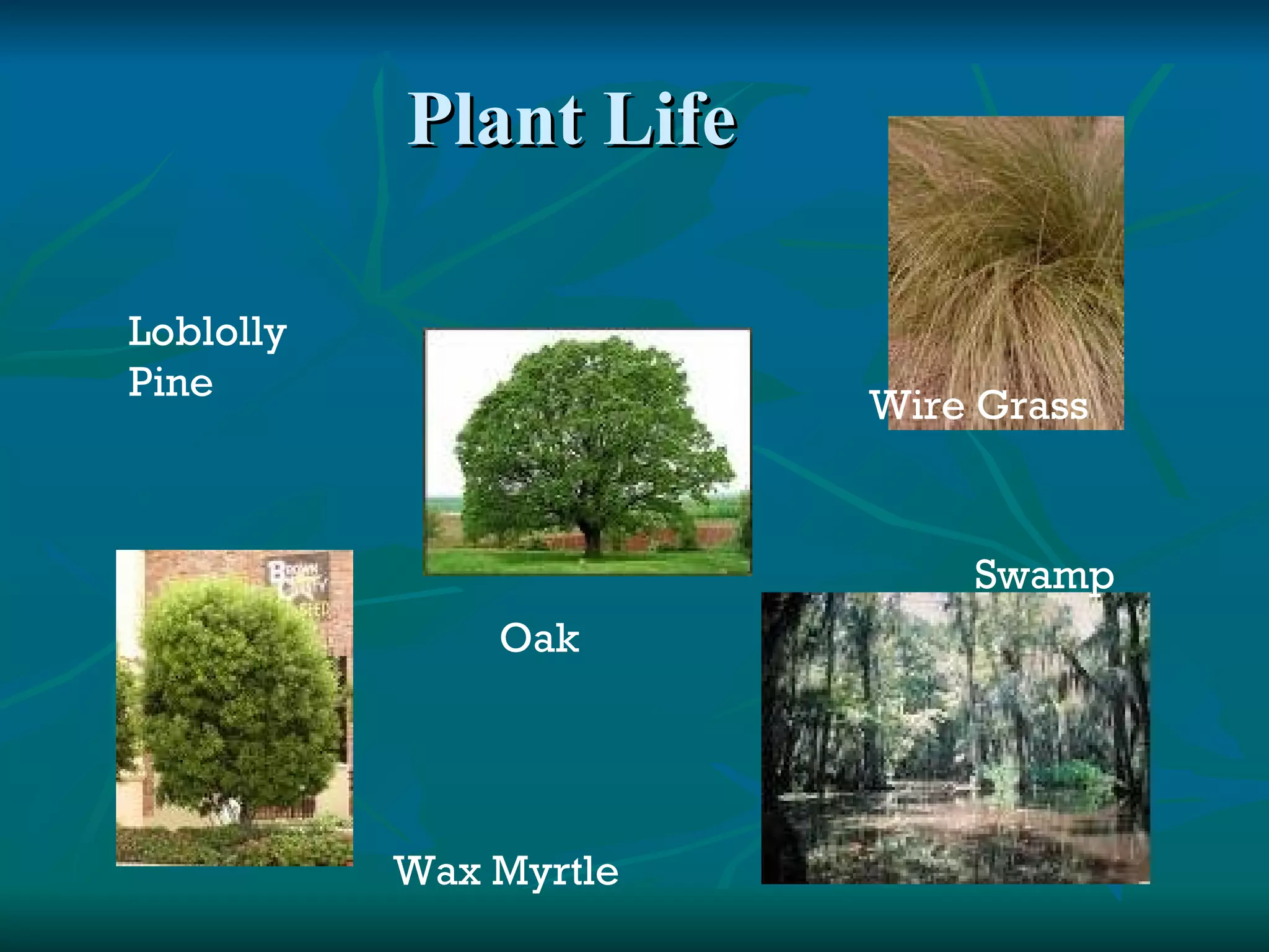 The Five Regions Of Georgia | PPT