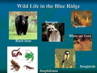 The Five Regions Of Georgia | PPT
