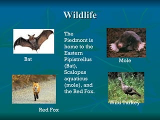 The Five Regions Of Georgia | PPT