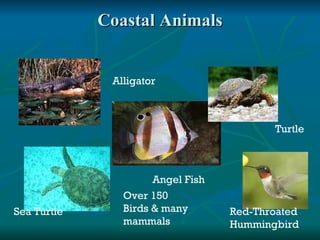 The Five Regions Of Georgia | PPT