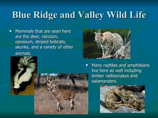 The Five Regions Of Georgia | PPT