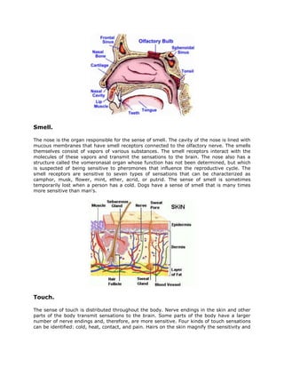 The five senses | DOCX