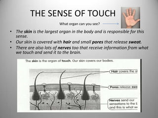 The five senses | PPTX
