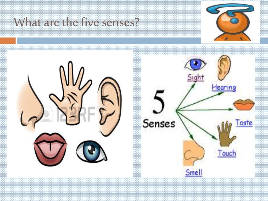 The five senses