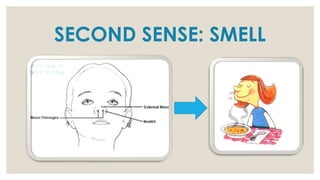 The five senses | PDF