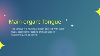 The Sense organs of the human body- presentation | PPTX