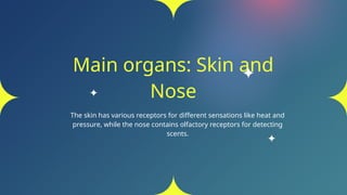 The Sense organs of the human body- presentation | PPTX