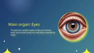 The Sense organs of the human body- presentation | PPTX