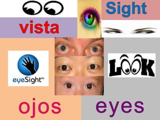 The five senses and sense organs in Spanish | PPTX