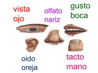 The five senses and sense organs in Spanish | PPTX