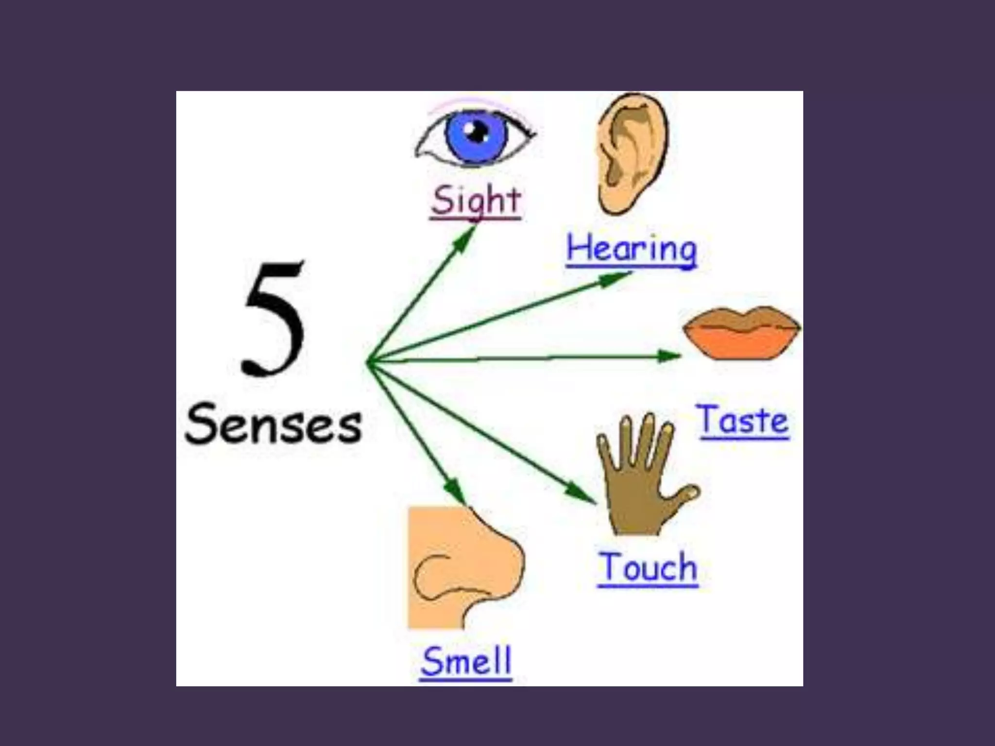 The five senses | PPTX