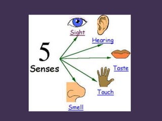 The five senses | PPTX