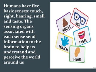 The five senses nadien | PPT