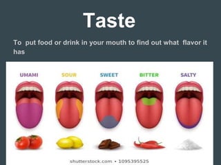 The five senses nadien | PPT