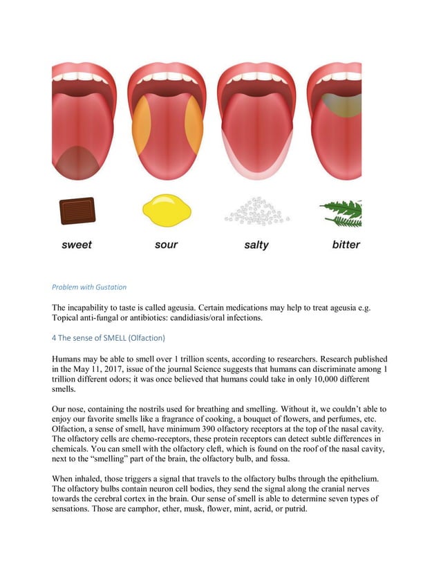 The five senses of the human body | PDF