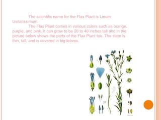 The flax plant | PPTX