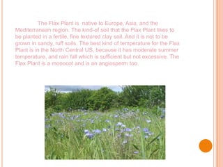 The flax plant | PPTX