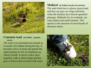 The flora and fauna of gdansk and pomerania | PPTX