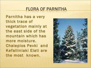 The flora of mount parnitha | PPT