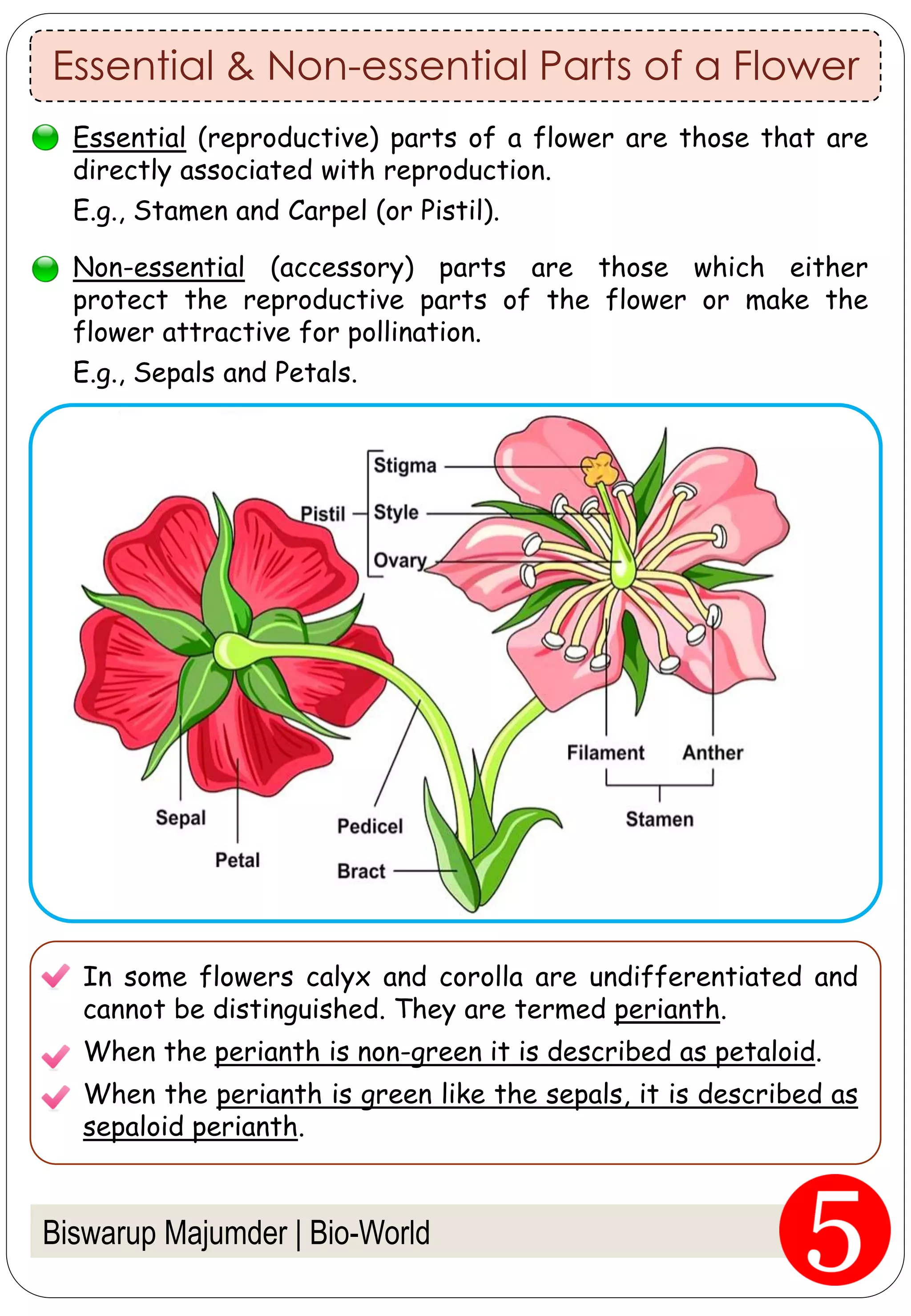 The Flower | PDF