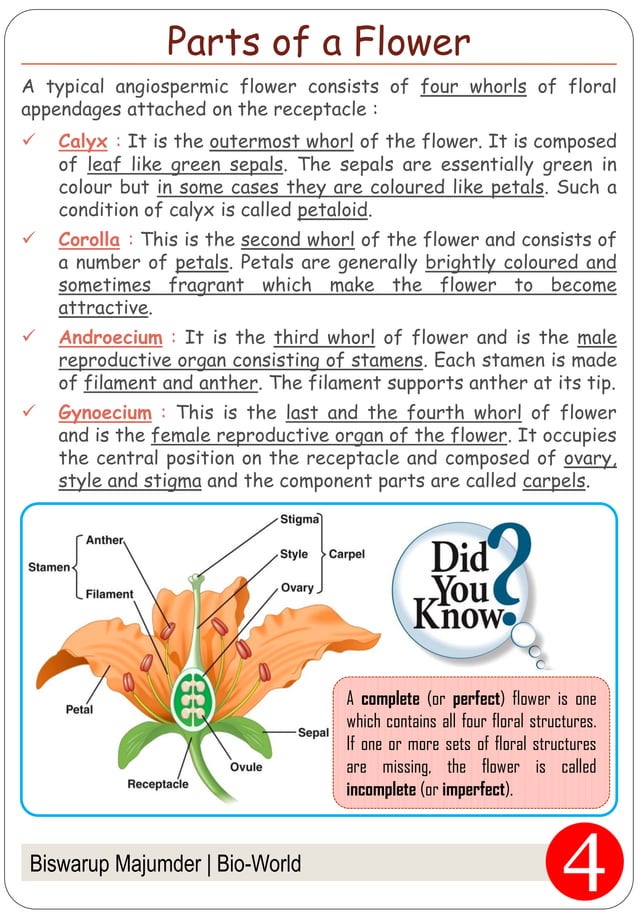 The Flower | PDF