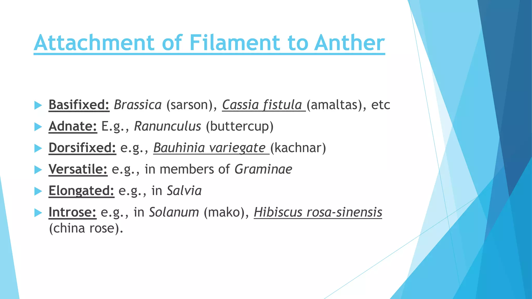 The Flower Androceium Gynoecium | PPTX