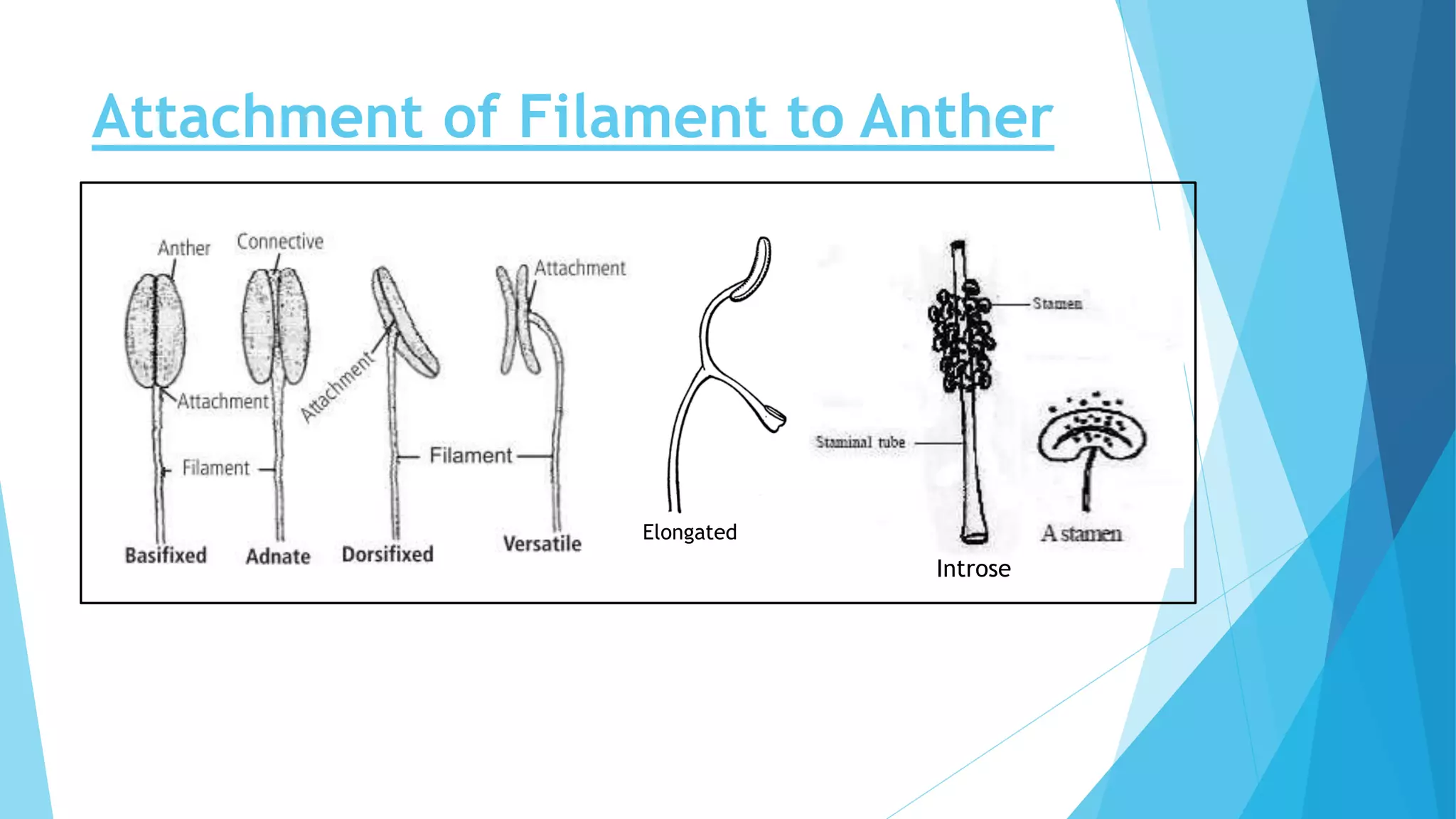 The Flower Androceium Gynoecium | PPTX