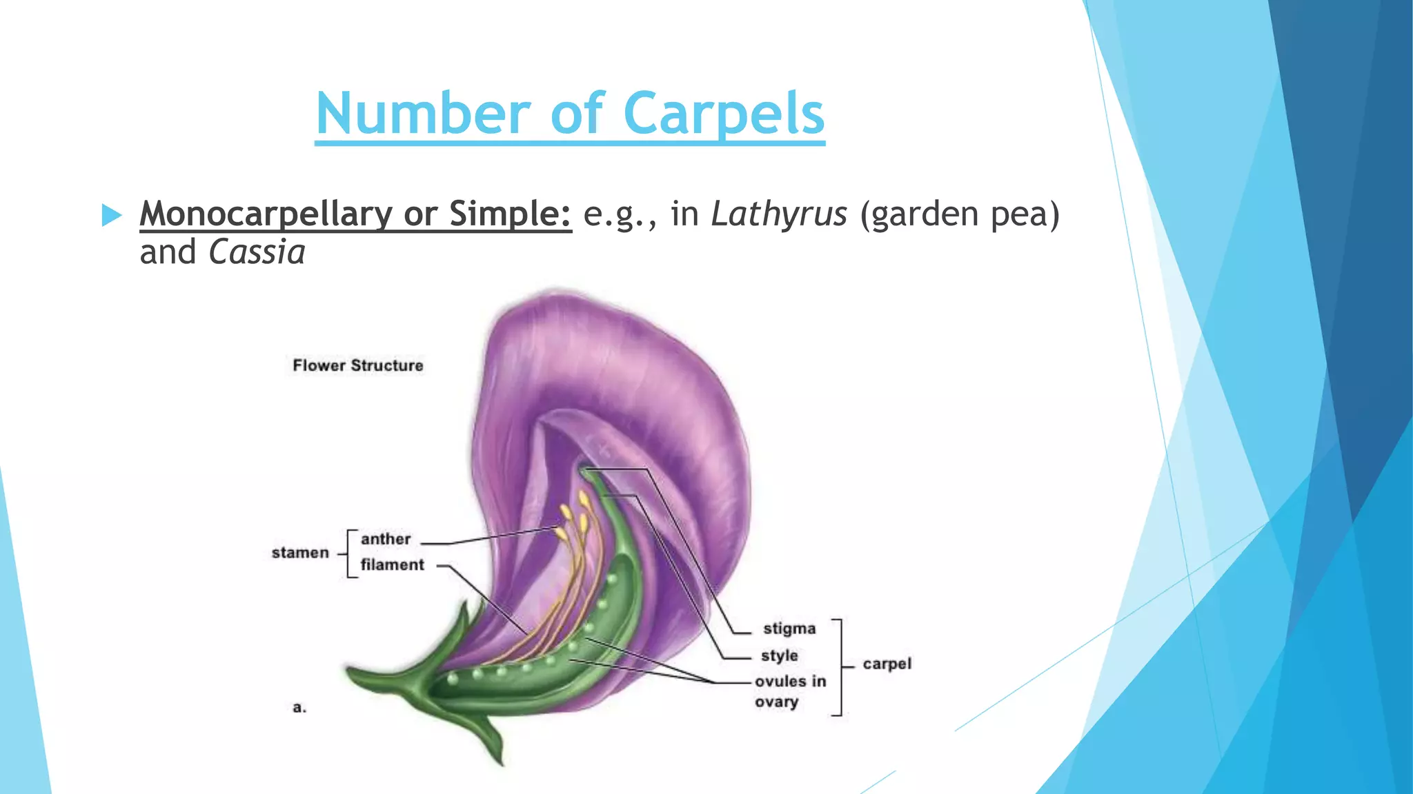 The Flower Androceium Gynoecium | PPTX