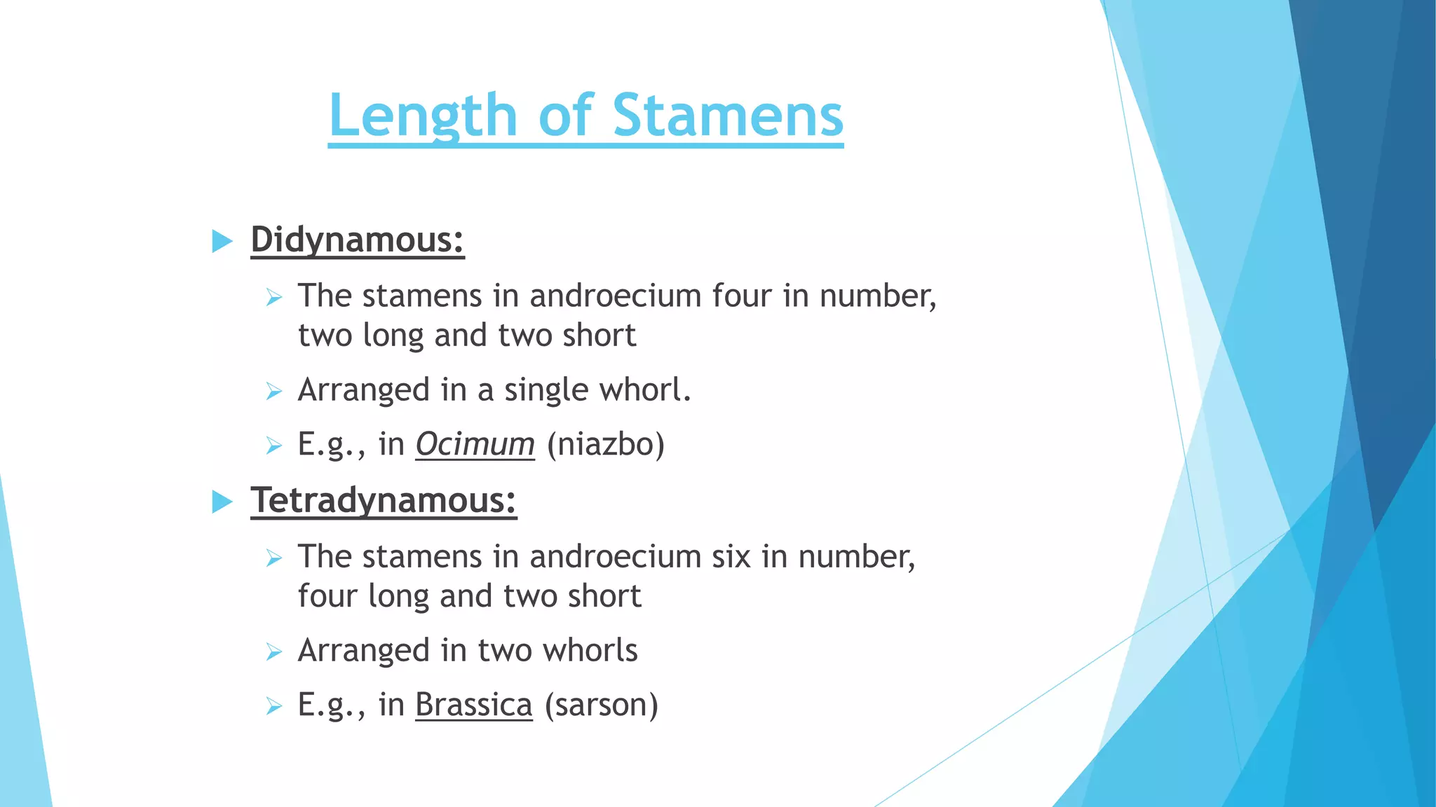 The Flower Androceium Gynoecium | PPTX