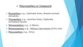The Flower Androceium Gynoecium | PPTX