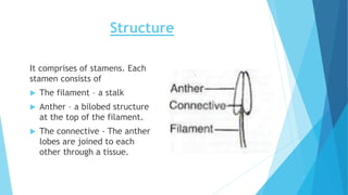 The Flower Androceium Gynoecium | PPTX