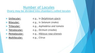 The Flower Androceium Gynoecium | PPTX