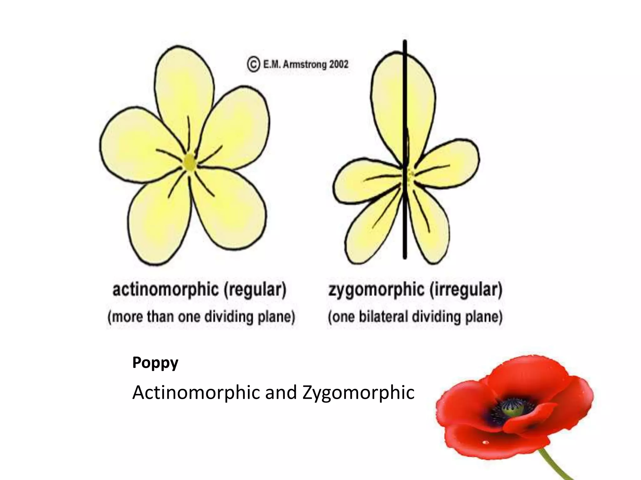 The Flower Calyx Corolla | PPTX